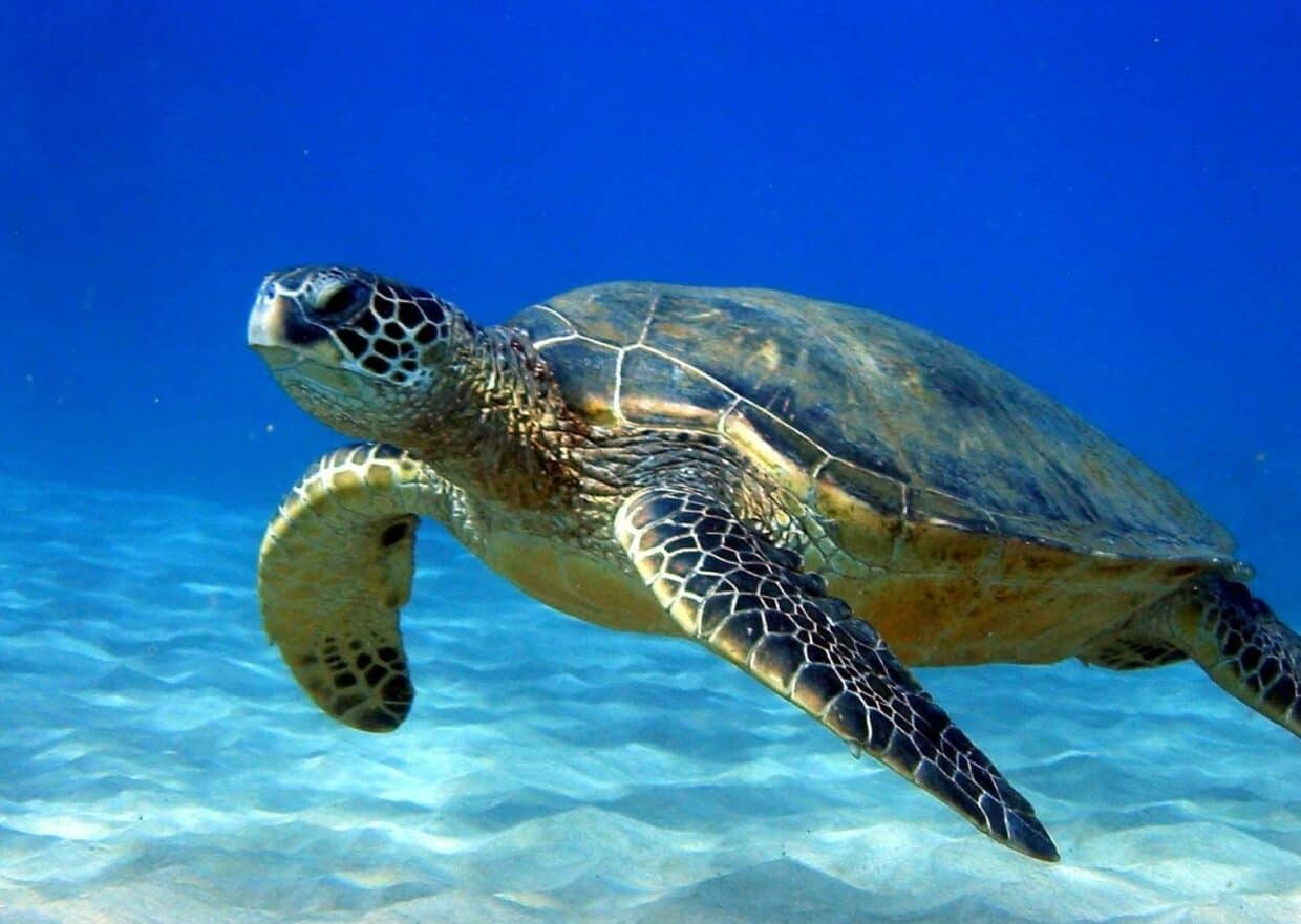 Turtle Wallpapers HD High Resolution - PixelsTalk
