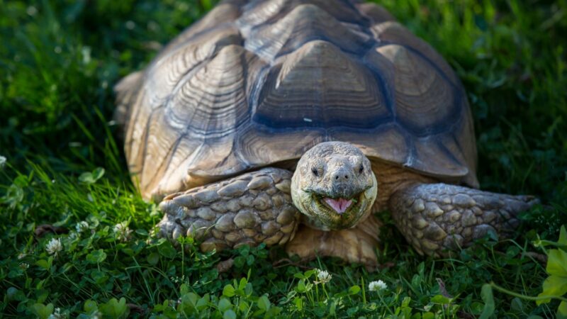 Turtle Wallpapers HD High Resolution - PixelsTalk