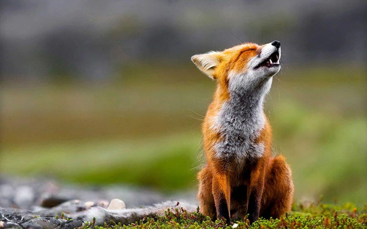 Fox Wallpapers HD - PixelsTalk