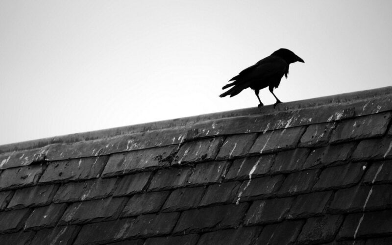 Raven HD Wallpapers - PixelsTalk