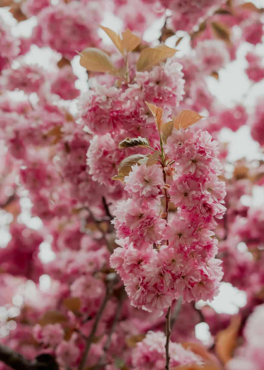Aesthetic Spring Wallpapers - PixelsTalk