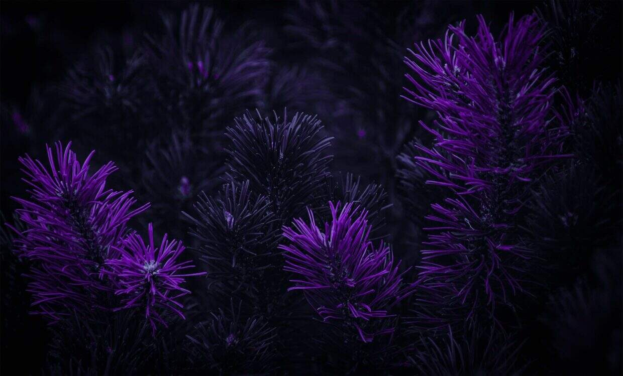 Purple Backgrounds - PixelsTalk