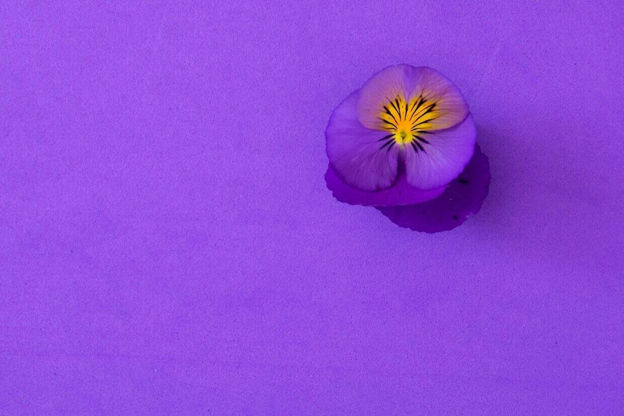 Purple Backgrounds - PixelsTalk