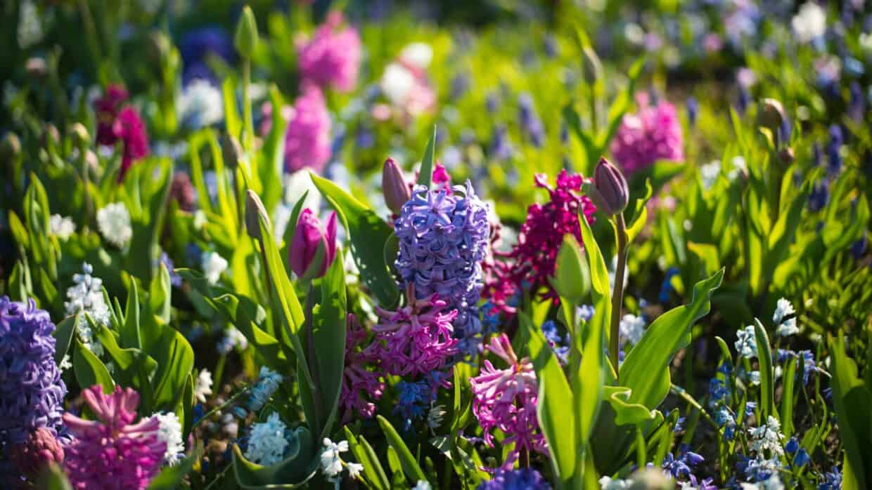 4K Spring Wallpapers - PixelsTalk
