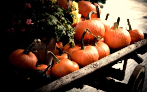 Fall Pumpkin Backgrounds Free Download