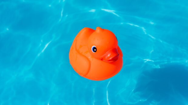 Duck Wallpapers HD - PixelsTalk