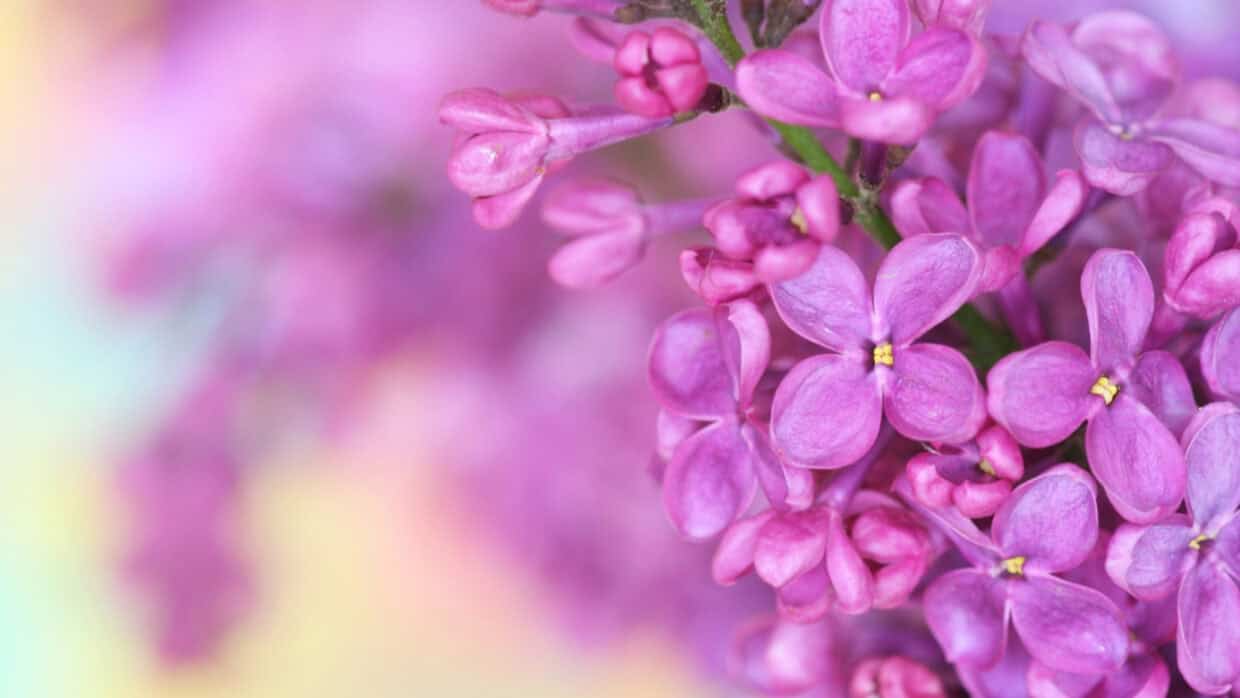 Beautiful Spring Images - PixelsTalk