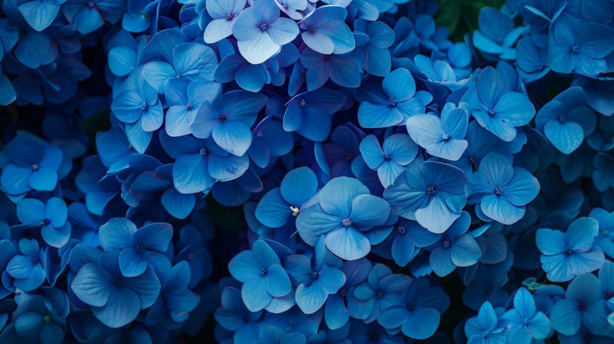 Hydrangea Wallpaper for Desktop - PixelsTalk