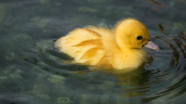 Duck Wallpapers HD - PixelsTalk