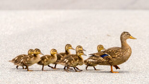 Duck Wallpapers HD - PixelsTalk