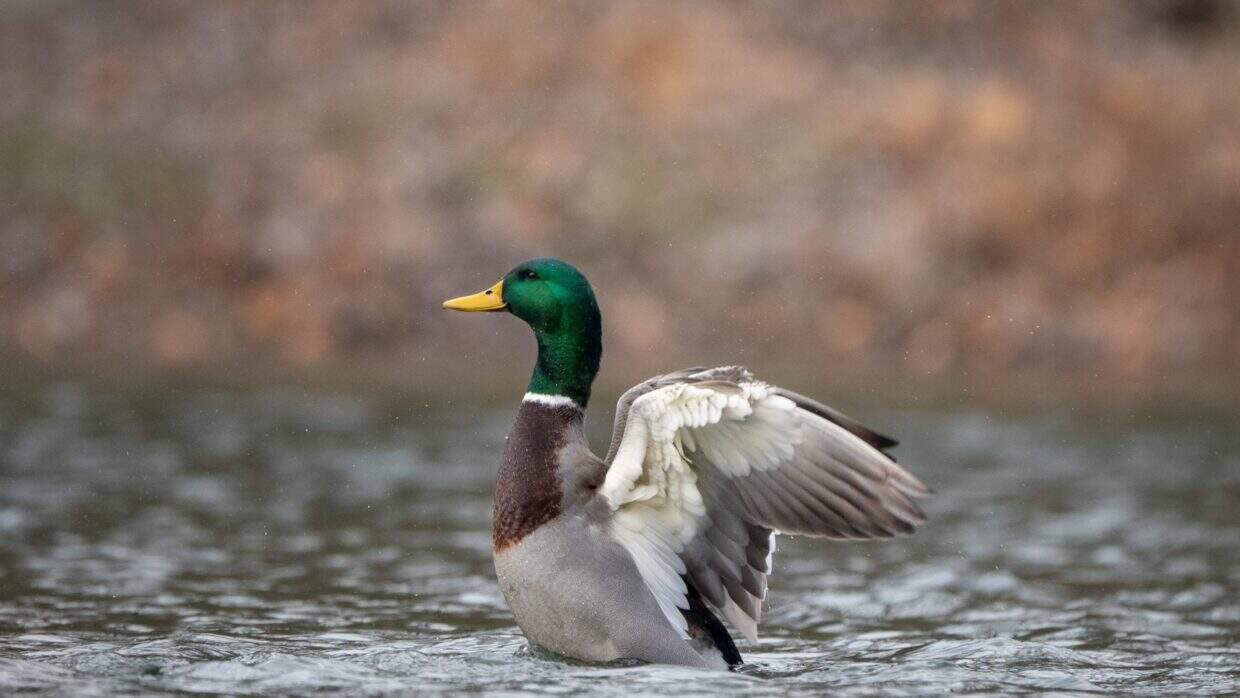 Duck Wallpapers HD - PixelsTalk