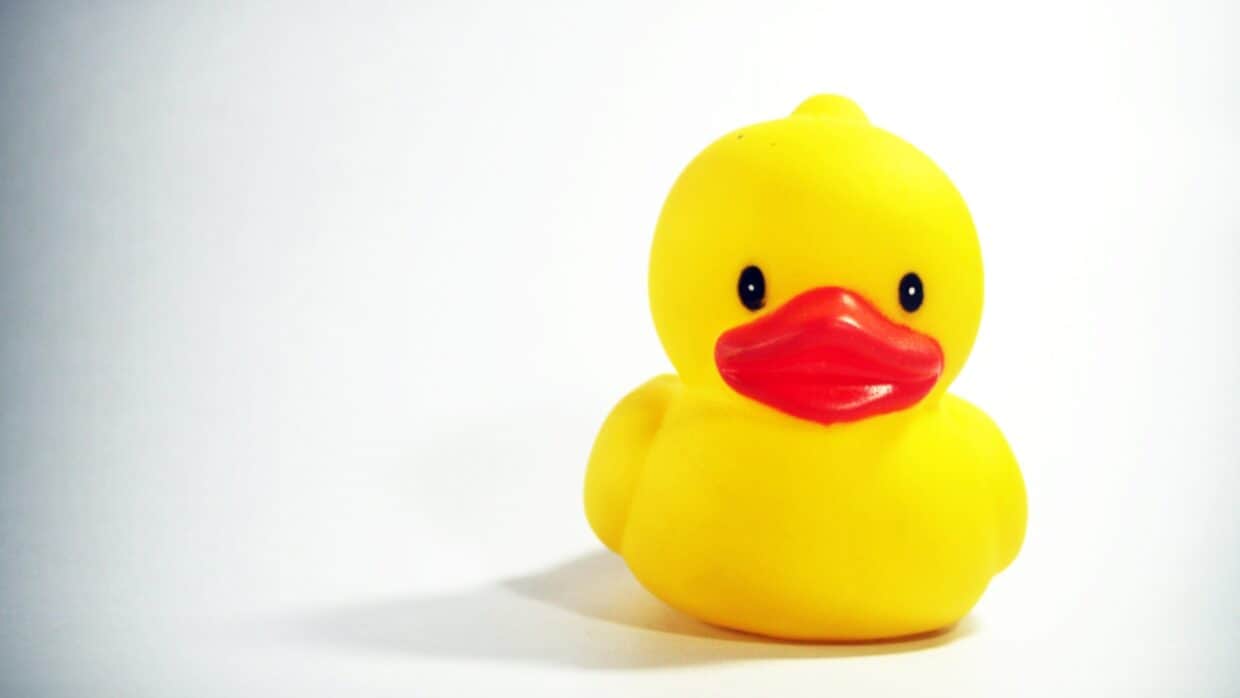 Duck Wallpapers HD - PixelsTalk