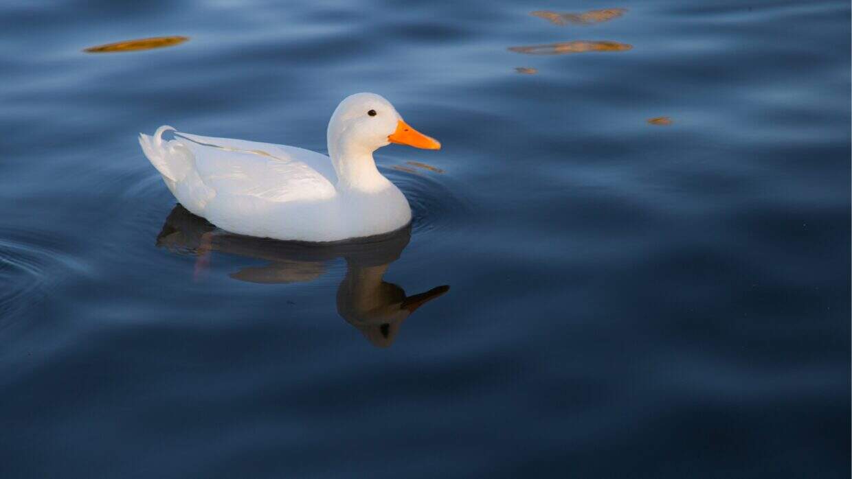 Duck Wallpapers HD - PixelsTalk