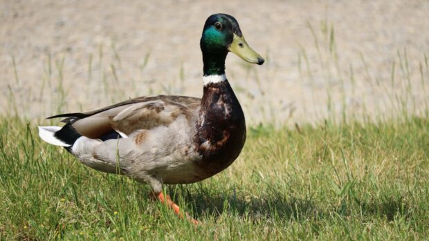 Duck Wallpapers HD - PixelsTalk