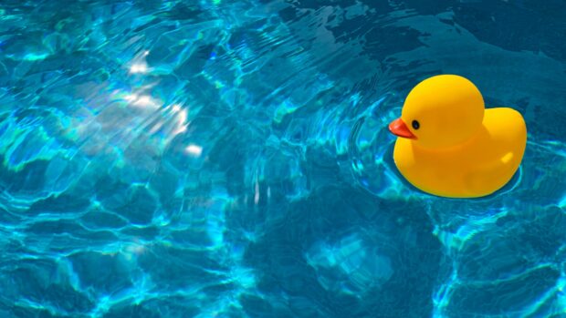 Duck Wallpapers HD - PixelsTalk