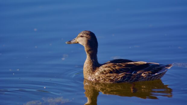 Duck Wallpapers HD - PixelsTalk