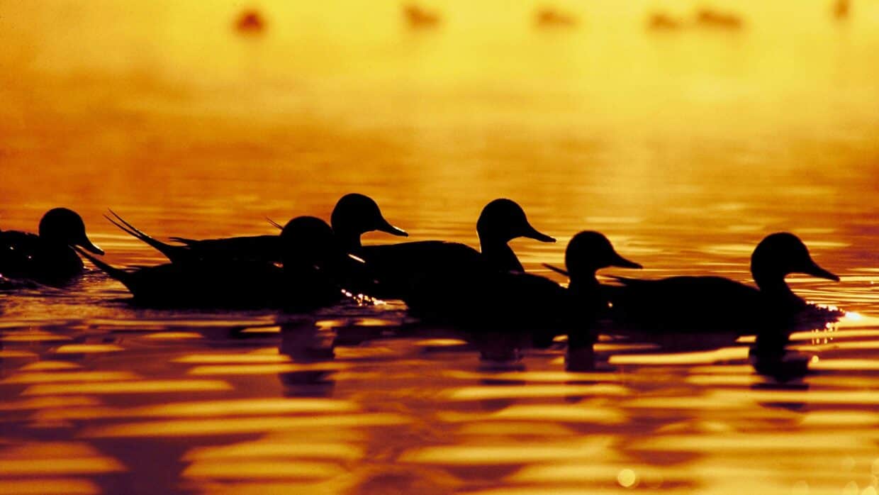 Duck Wallpapers HD - PixelsTalk