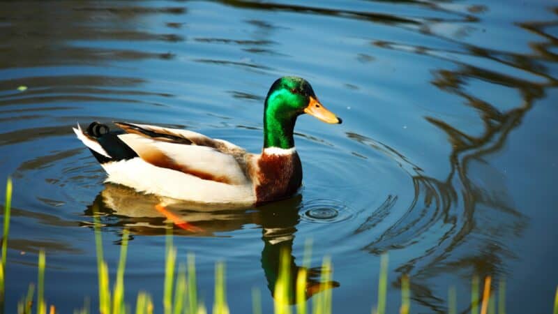 Duck Wallpapers HD - PixelsTalk