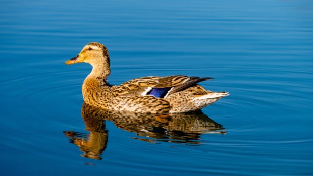 Duck Wallpapers HD - PixelsTalk