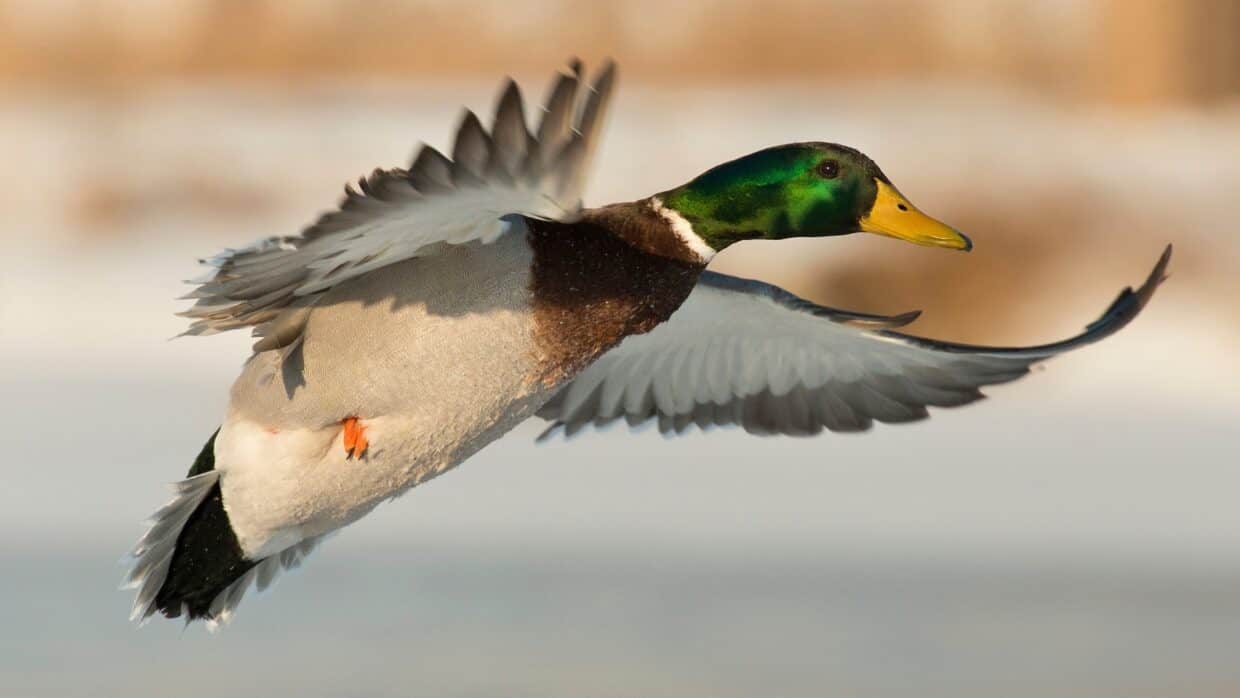 Duck Wallpapers HD - PixelsTalk