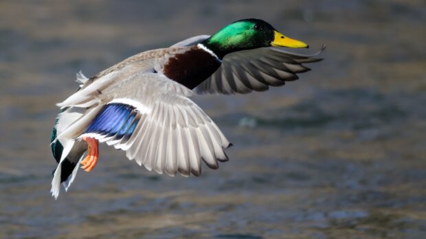 Duck Wallpapers HD - PixelsTalk