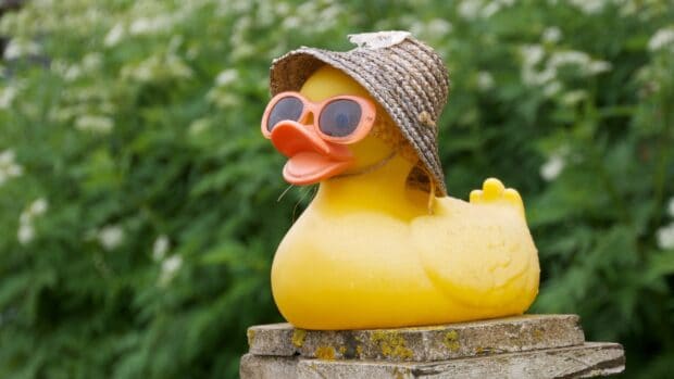 Duck Wallpapers HD - PixelsTalk