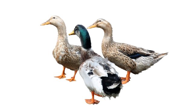 Duck Wallpapers HD - PixelsTalk