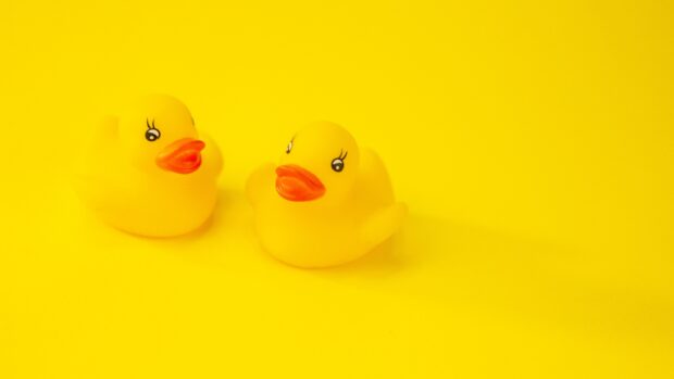 Duck Wallpapers HD - PixelsTalk