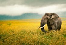 Fullscreen HD Wallpaper for Your Computer Inspiration - PixelsTalk